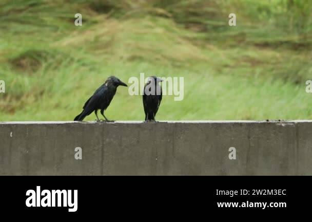 two couple crows sitting on wall and bathing in rain Stock Video ...