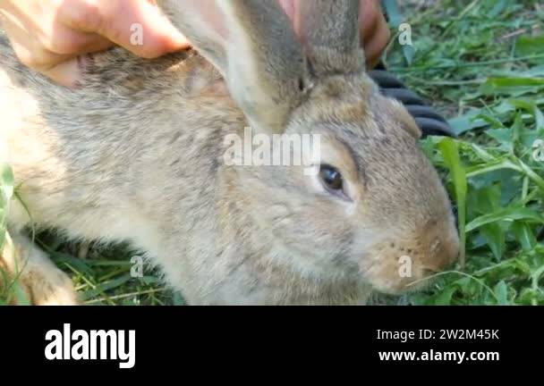 Preventive vaccination of rabbits with an injection of a syringe and a ...