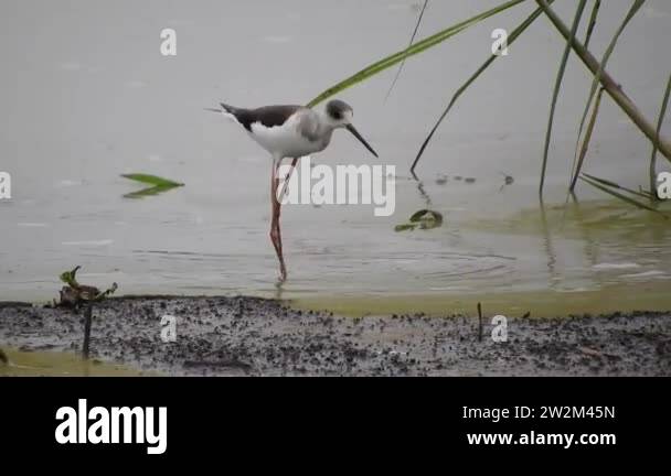 Cosmopolitan reed Stock Videos & Footage - HD and 4K Video Clips - Alamy
