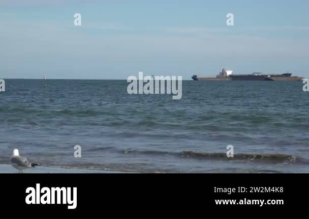 Sea blight Stock Videos & Footage - HD and 4K Video Clips - Alamy