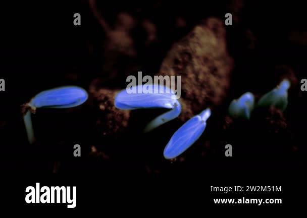 Futuristic world, growing blue plant from the ground, germination ...