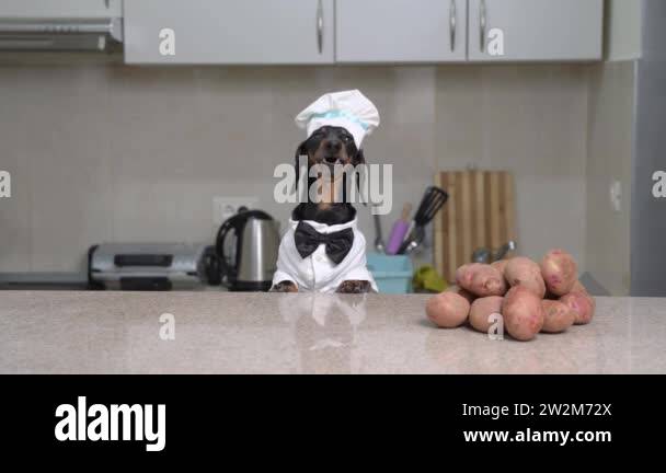 Cute dachshund dog dressed as chef with cap and bow tie is going to ...
