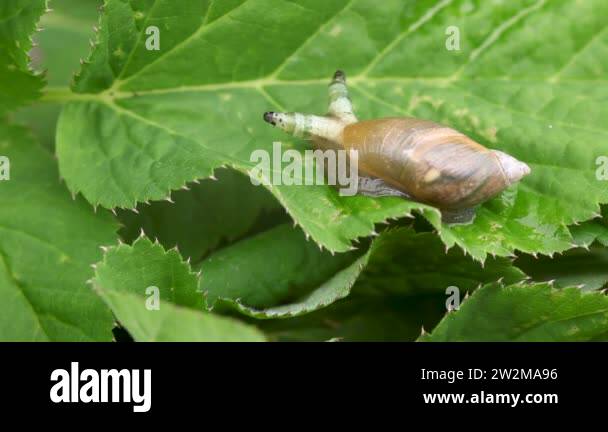 Parasite inside snail Stock Videos & Footage - HD and 4K Video Clips ...