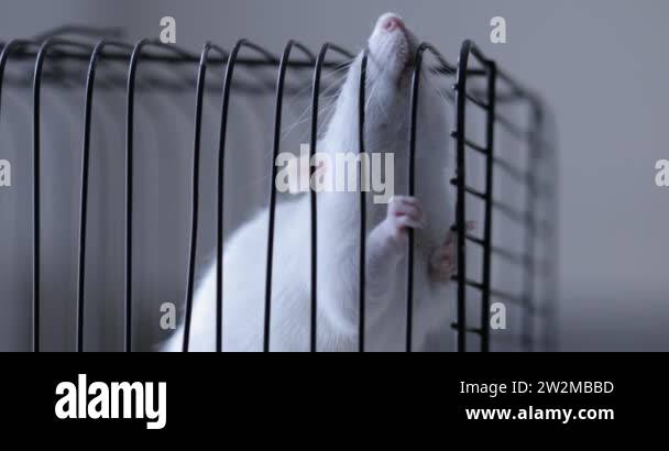 Cage inside interior Stock Videos & Footage - HD and 4K Video Clips - Alamy