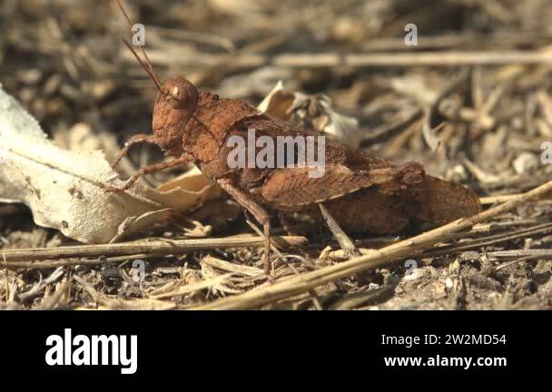Dissosteira carolina, Carolina grasshopper, Carolina locust, black ...