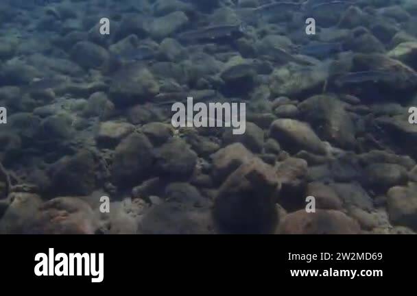 The flathead grey mullet, flathead mullet, striped mullet, black mullet ...