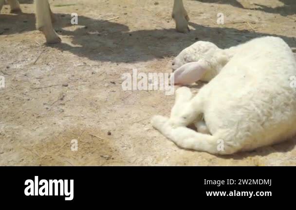 Sleep sheep Stock Videos & Footage - HD and 4K Video Clips - Alamy
