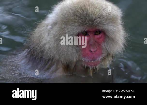 Slow motion of Jigokudani Monkey Park offers visitors the experience of ...