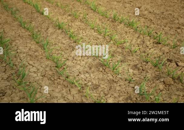 Very drought dry field land leaves garlic Allium cepa drying up the ...