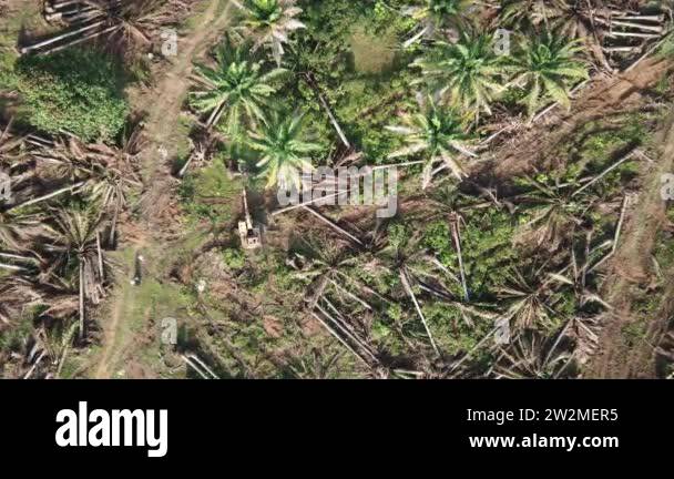 Borneo oil palm plantation Stock Videos & Footage - HD and 4K Video ...