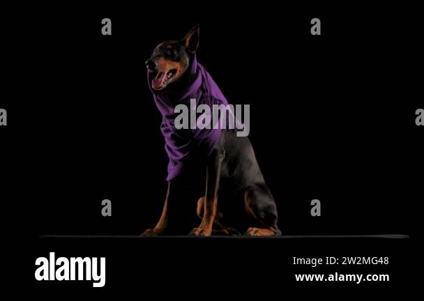 Studio portrait of a cheerful Doberman in a lilac scarf with an ear ...