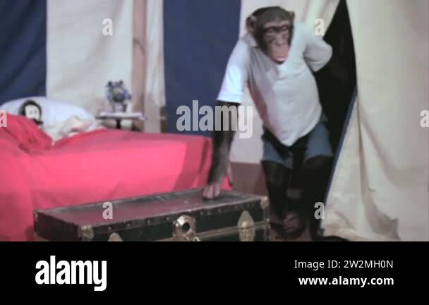 Chimpanzee circus Stock Videos & Footage - HD and 4K Video Clips - Alamy