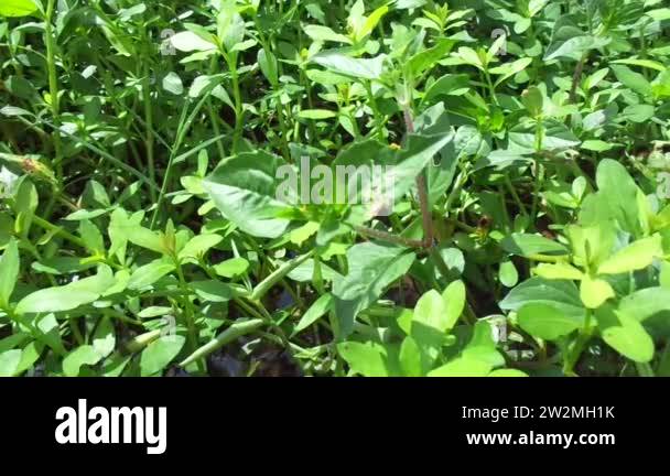 Acmella oleracea (toothache plant, paracress, Sichuan buttons, buzz ...