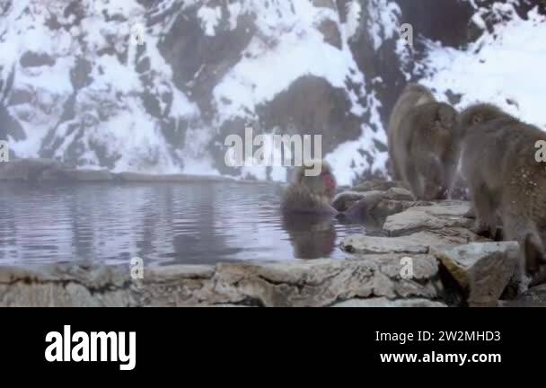 Jigokudani Monkey Park offers visitors the experience of seeing wild ...