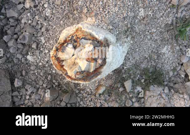 Oncolite Stock Videos & Footage - HD and 4K Video Clips - Alamy