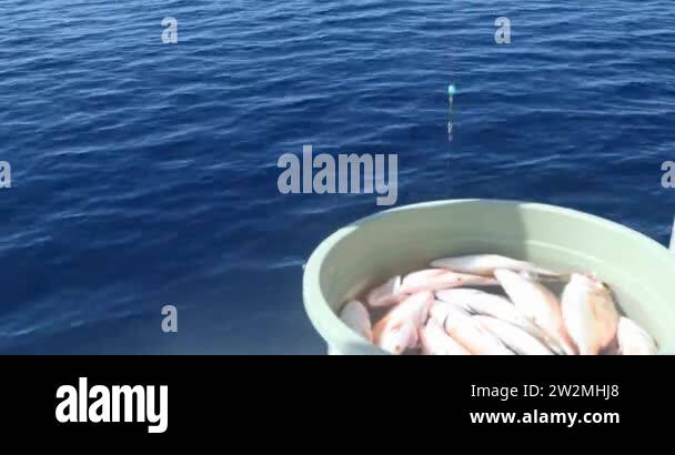 Fishing rod dead fish Stock Videos & Footage - HD and 4K Video Clips ...