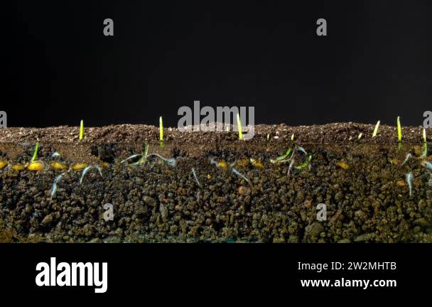 Macro Time lapse video of a bean seeds growing from the ground in soil ...