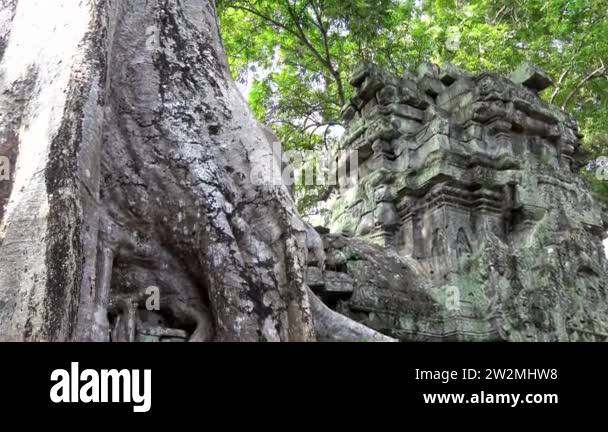 4K, Ta Prohm temple with strangler fig. Famous spung tree growing in ...
