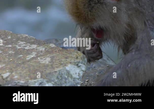Slow motion of the famous snow monkeys eating food in a rock of ...