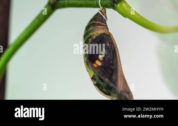 Insect birth moment Stock Videos & Footage - HD and 4K Video Clips - Alamy