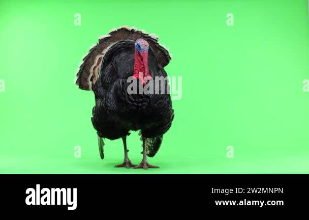 Turkey opens its feathers and calms down. The bronze turkey is ...
