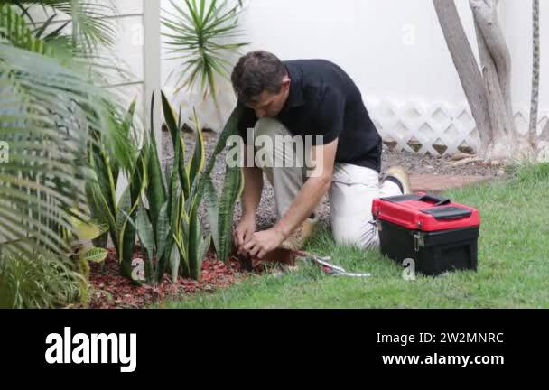 Plumber Man fixing Sprinkler Head in backyard. Grass Field Sprinklers ...