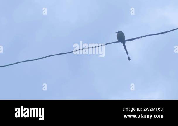 Montane rainforest habitat Stock Videos & Footage - HD and 4K Video ...