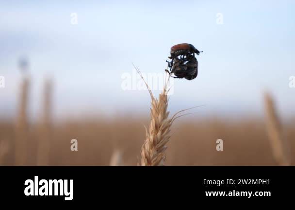 pest beetle slowly creeping along a ripe spike of wheat in the field ...