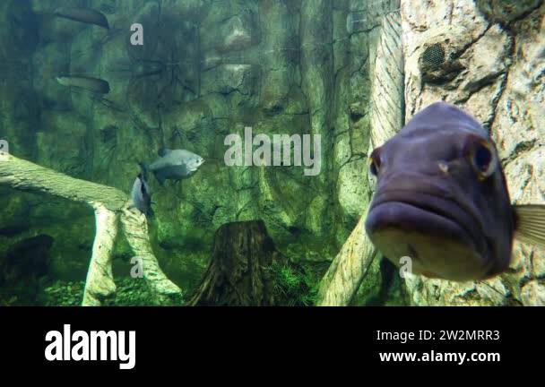 Fish stares Stock Videos & Footage - HD and 4K Video Clips - Alamy