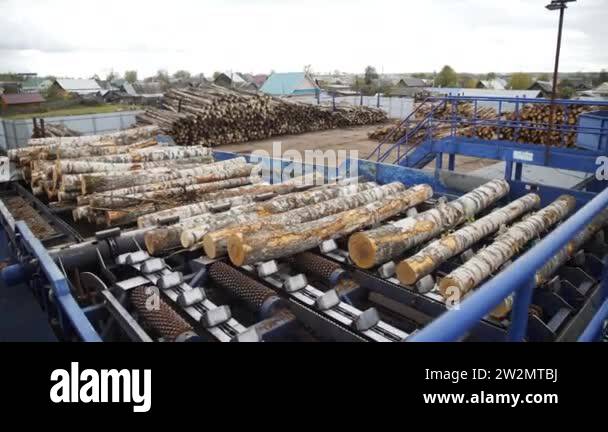 Automated log sorting line. Wheel loader and automatic sorting logs diameter at the sawmill ...