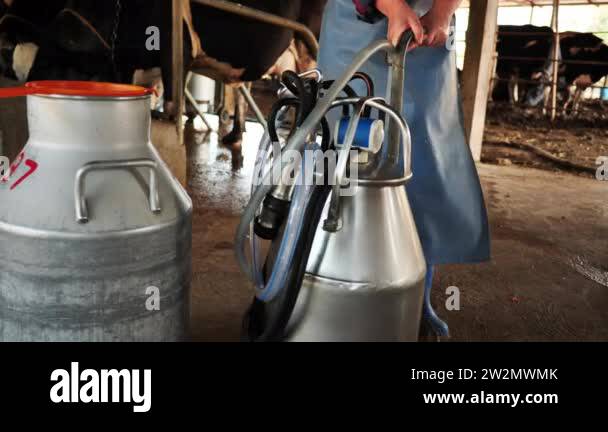 Pushing cow Stock Videos & Footage - HD and 4K Video Clips - Alamy