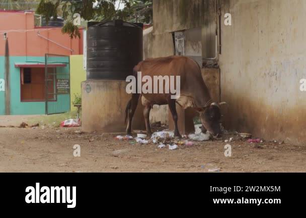 Animal eating rubbish Stock Videos & Footage - HD and 4K Video Clips ...