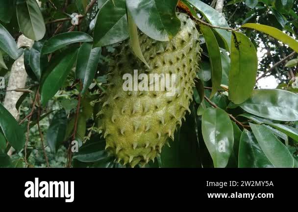 soursop (Annona muricata L., sirsak, durian belanda, graviola, guyabano, guanbana, Annona ...