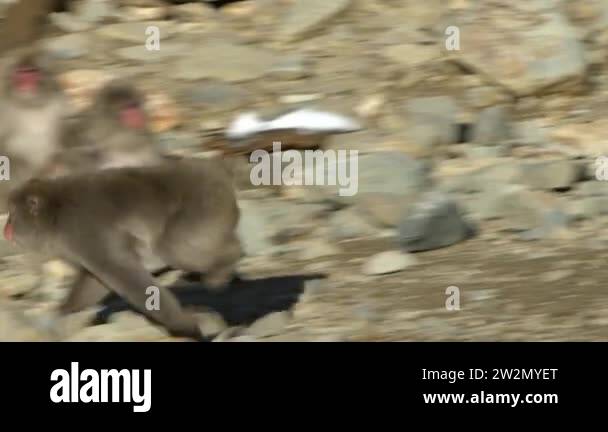Aggressive Snow monkey Japanese macaque of red face running and ...