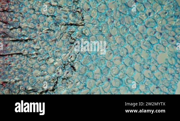 bean root in cross section under the microscope 100x Stock Video ...