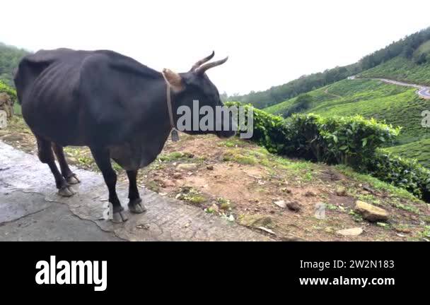 A2 Indian Cow in Tea plantations in Munnar, Kerala, India. Cow Roaming ...
