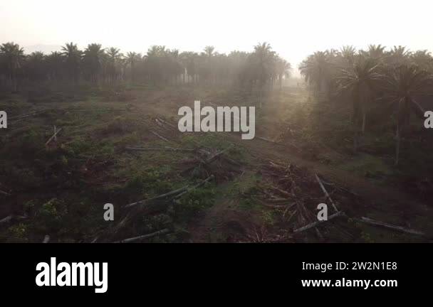 Fly over the dead oil palm trees being chopped down at Malaysia ...