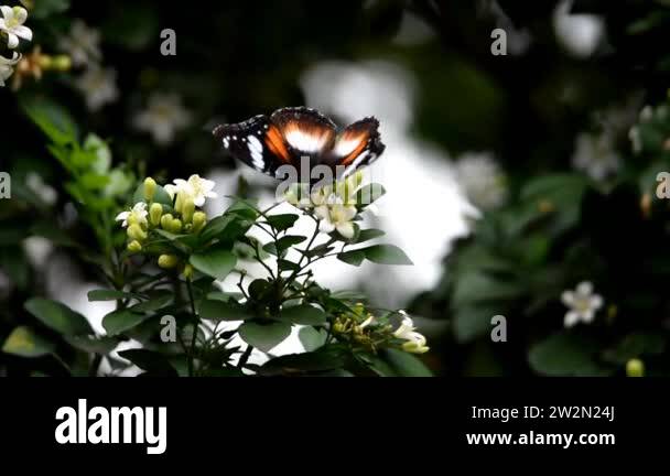 Very broad wings Stock Videos & Footage - HD and 4K Video Clips - Alamy
