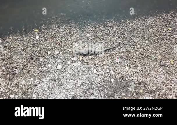 Monitor lizard climb at sea shell look for food at Batu Kawan, Penang ...