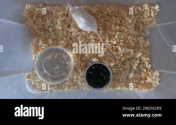Animal experiment albino mouse Stock Videos & Footage - HD and 4K Video ...