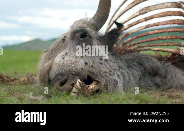 Old Dead Animal Carcass That Died Naturally.Carrion putrefaction decay ...