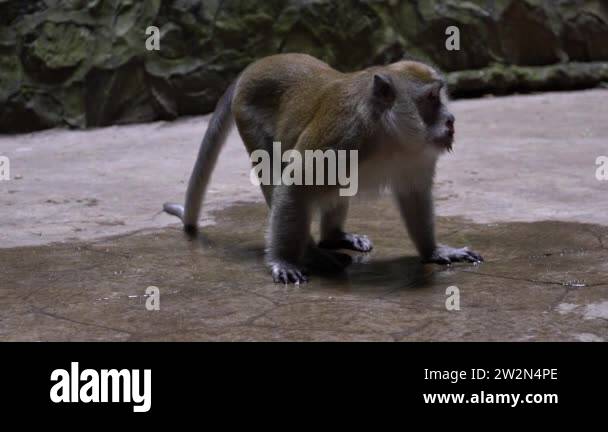 Slow Motion asian monkey drinking water on the floor in Batu Caves ...