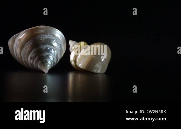 Twisted shells Stock Videos & Footage - HD and 4K Video Clips - Alamy