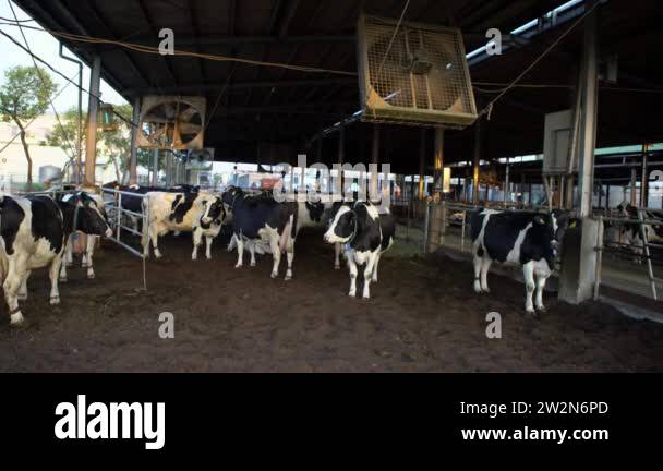 4K, milk cow on modern farm. Domestic animals in barn. Agricultural ...