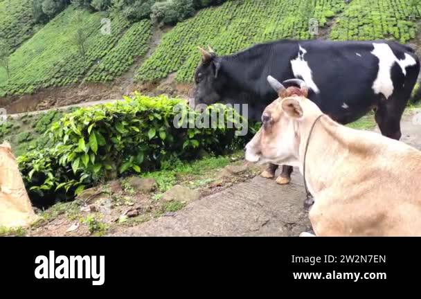 Cow tea plantation Stock Videos & Footage - HD and 4K Video Clips - Alamy