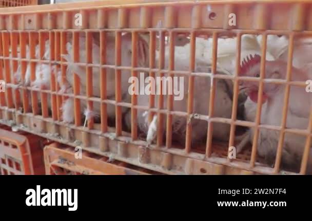 Chickens in cage in poultry farm, close up. Group of Breeding broiler ...
