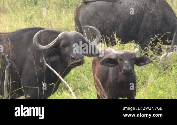 Buffalo cub cape buffalo cub Stock Videos & Footage - HD and 4K Video ...