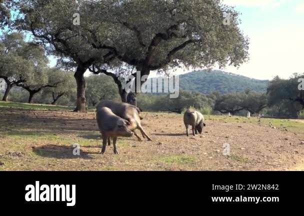 4K, Black Iberian pigs grazing through the oak trees in grassland ...