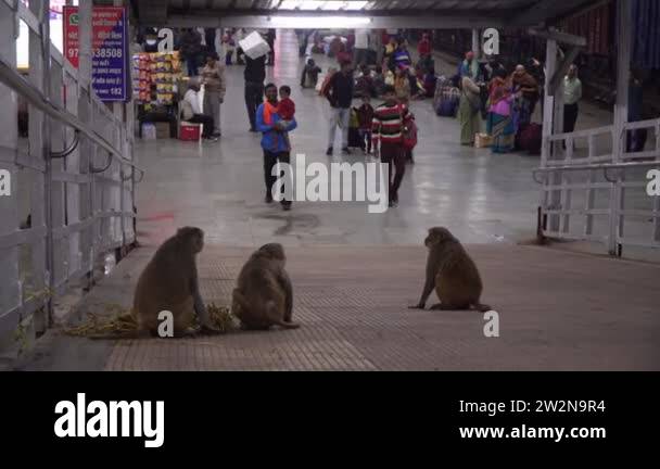 Monkeys at train station Stock Videos & Footage - HD and 4K Video Clips ...