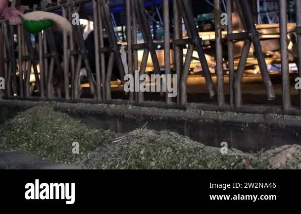 Everyday life for farmer with cows in modern stable. Peasant work with ...